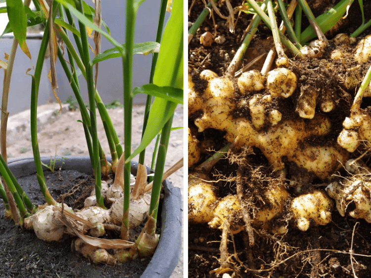 Grow Your Own Ginger Plant: A Step-by-Step Guide