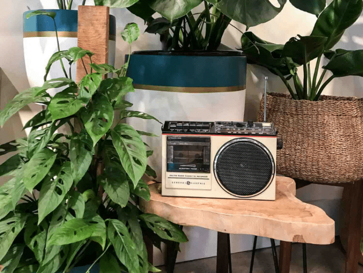The Music You Play at Home Can Affect How Your Plants Grow: Exploring ...