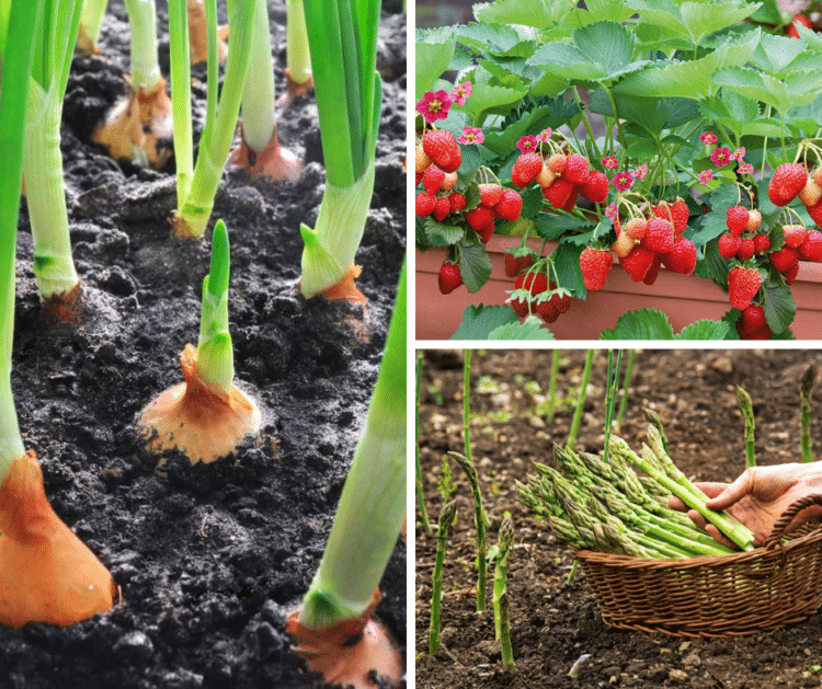 12 Vegetables and Fruits that Multiply from One Plant