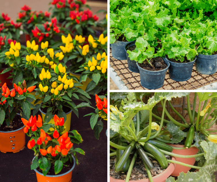 20 Most Productive Vegetables for Containers | Best Vegetables for Pots