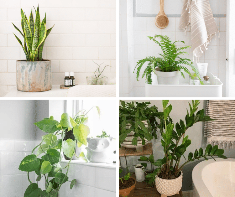 Best Plants To Grow In A Bathroom