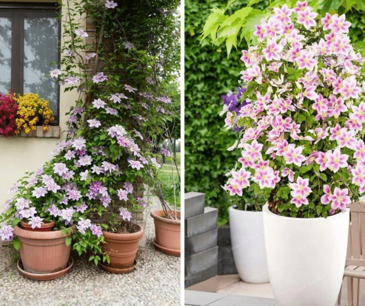 How to Grow Clematis in a Pot: A Complete Guide to Thriving Container Vines