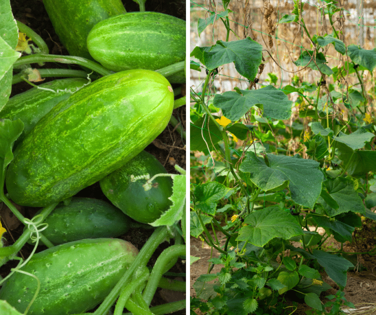 The Ultimate Guide to Growing Exceptional Cucumbers