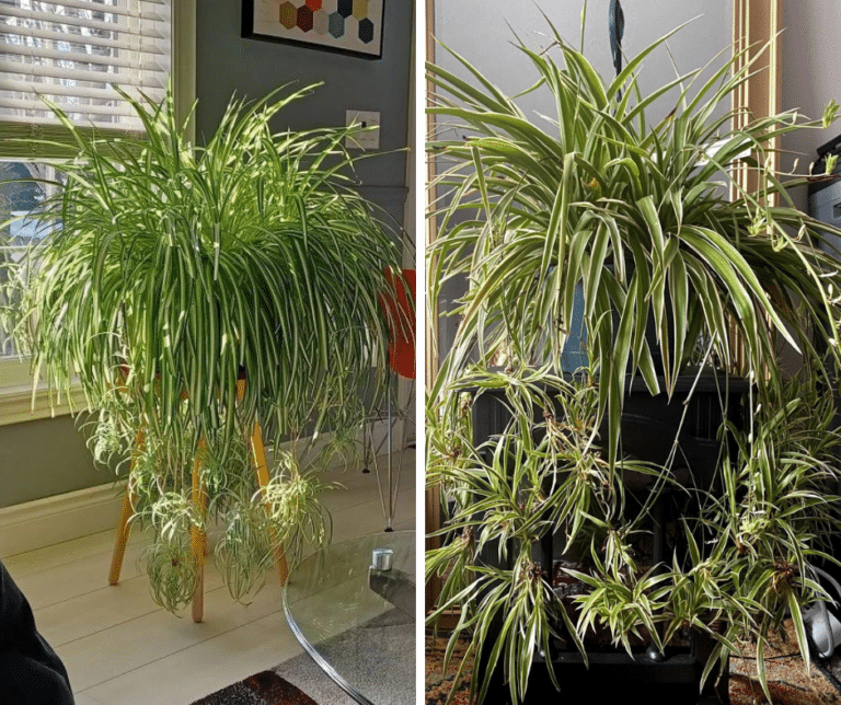 How to Make a Spider Plant Bushier & Lush: 8 Tricks