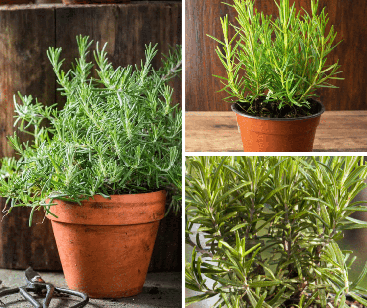 Secrets To Grow Fuller and Bushier Rosemary
