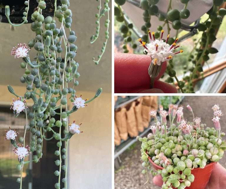 How to Make a String Of Pearls to Bloom (Highly Fragrant & Rare)