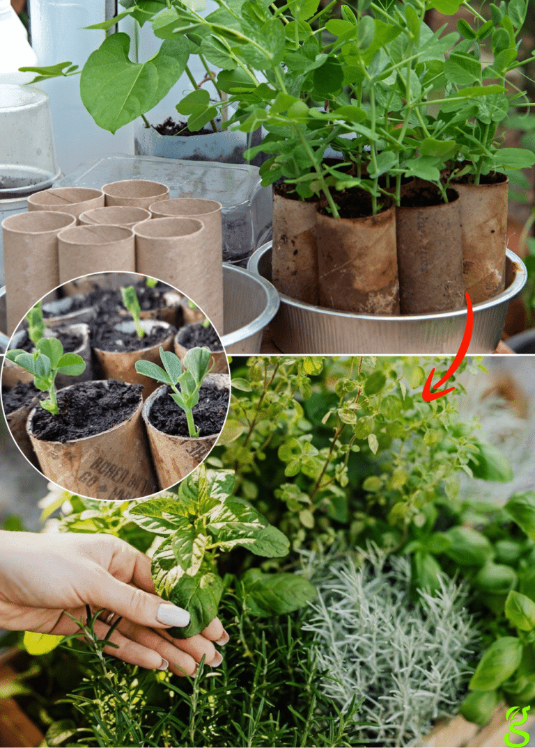 Toilet Paper Roll Seedling Pots: A Guide to Eco-Friendly Planting