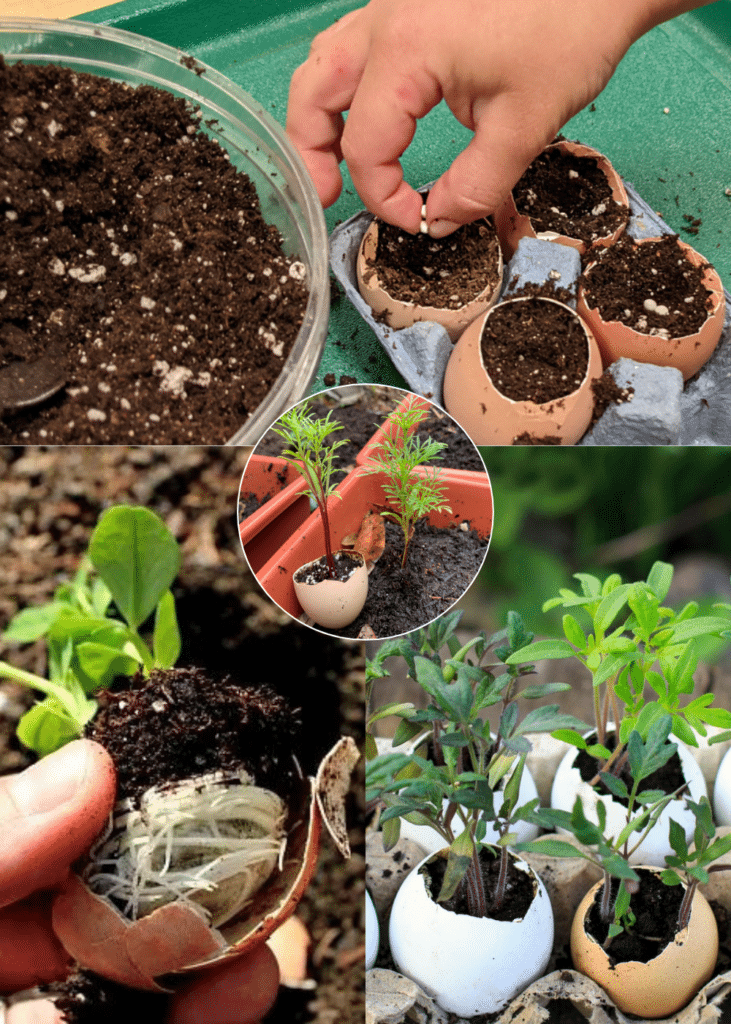 Eggshell Seed Starters: A Natural Boost for Your Garden