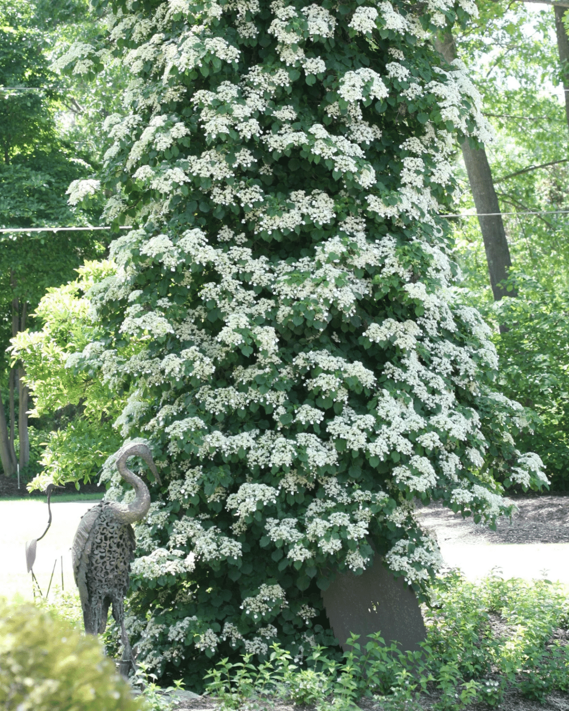 15 Beautiful Vines That Grow on Trees