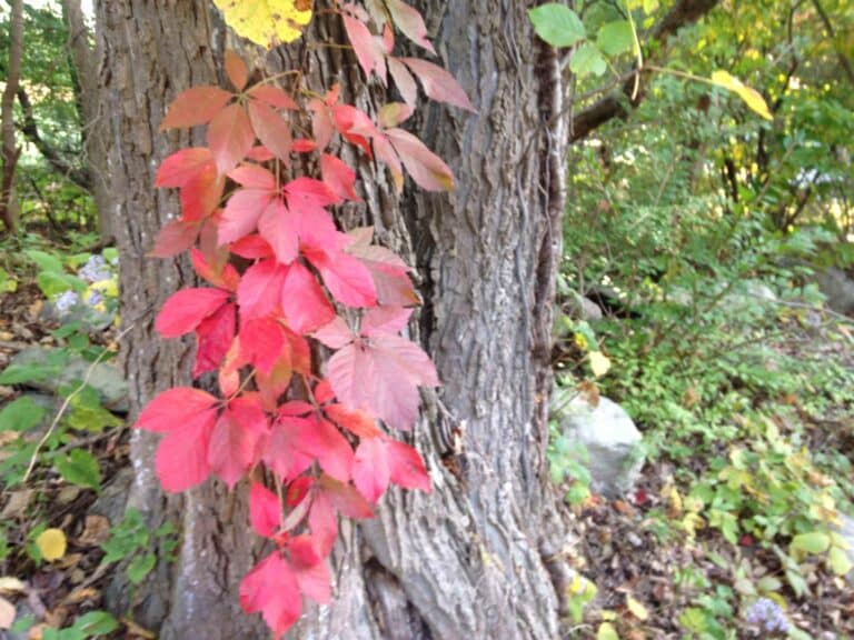 15 Beautiful Vines That Grow on Trees