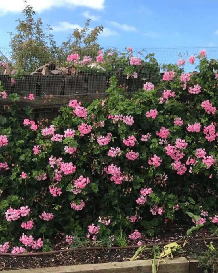 15 Beautiful Vines That Grow on Trees