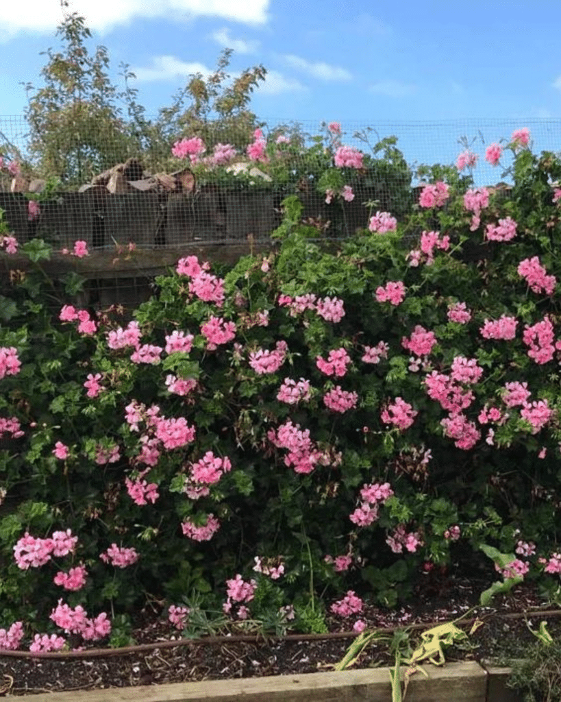 15 Beautiful Vines That Grow on Trees