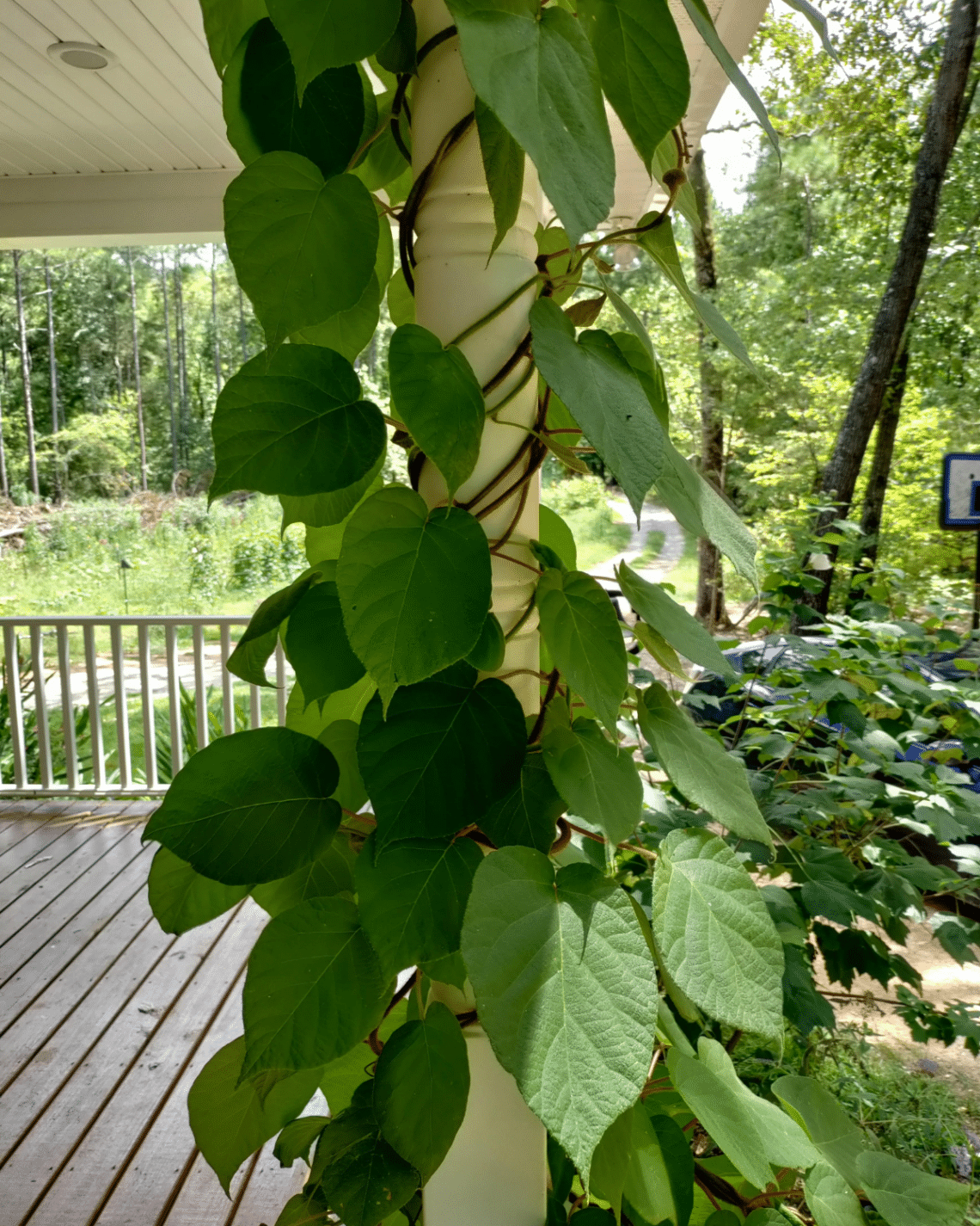 15 Beautiful Vines That Grow on Trees