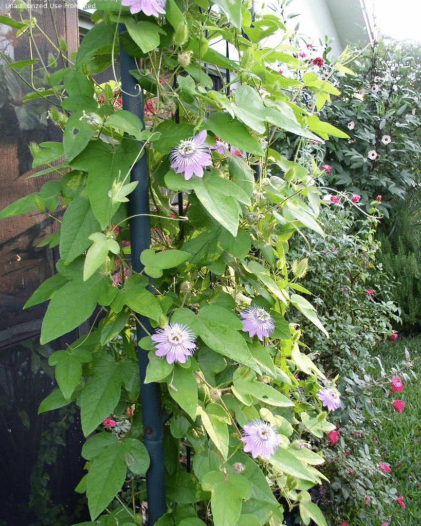 15 Beautiful Vines That Grow on Trees