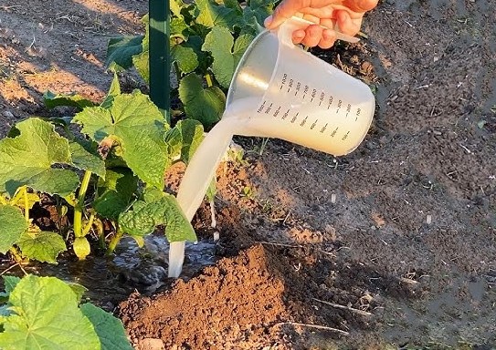 The Ultimate Guide to Boosting Your Cucumber Growth: A Natural Milk and ...