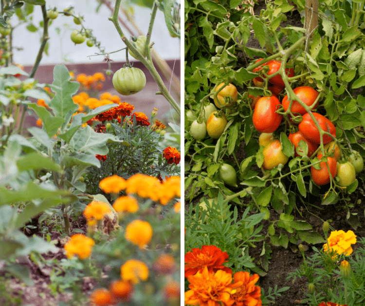 How Planting Marigolds with Tomatoes Solves Most of Your Tomato Problems