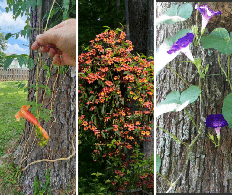 15 Beautiful Vines That Grow on Trees