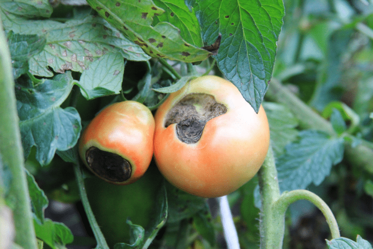 8 Home Remedies to Eliminate Tomato Blossom End Rot