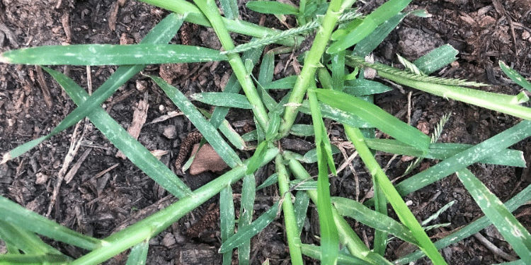 Thanks to Its Antioxidant Properties, Goose Grass has the Power to ...