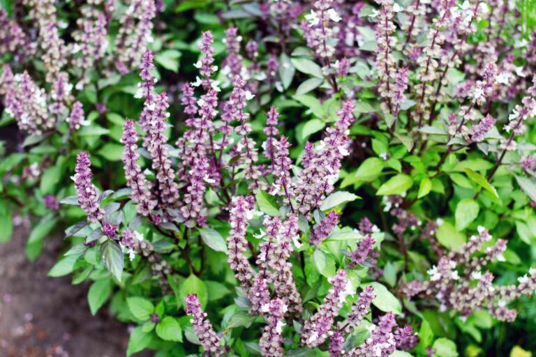 Don’t Discard the Flowers on Your Basil: Here are 8 Ways How to Use Them