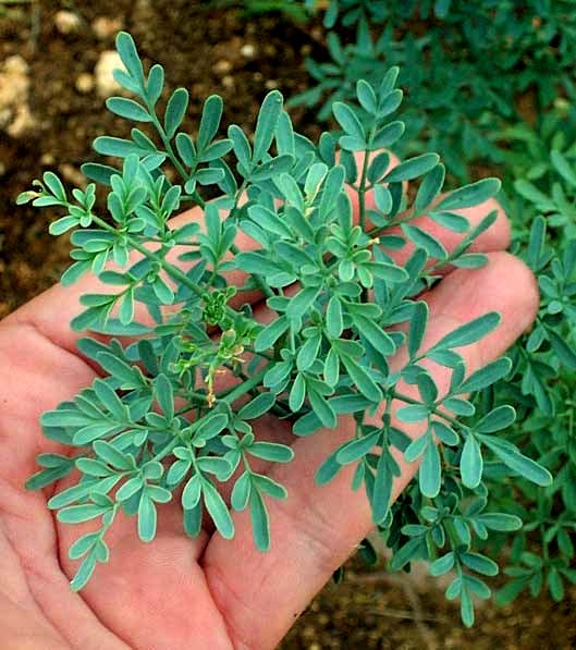 The Surprising Benefits of Rue: Why This Plant Deserves a Spot in Your ...