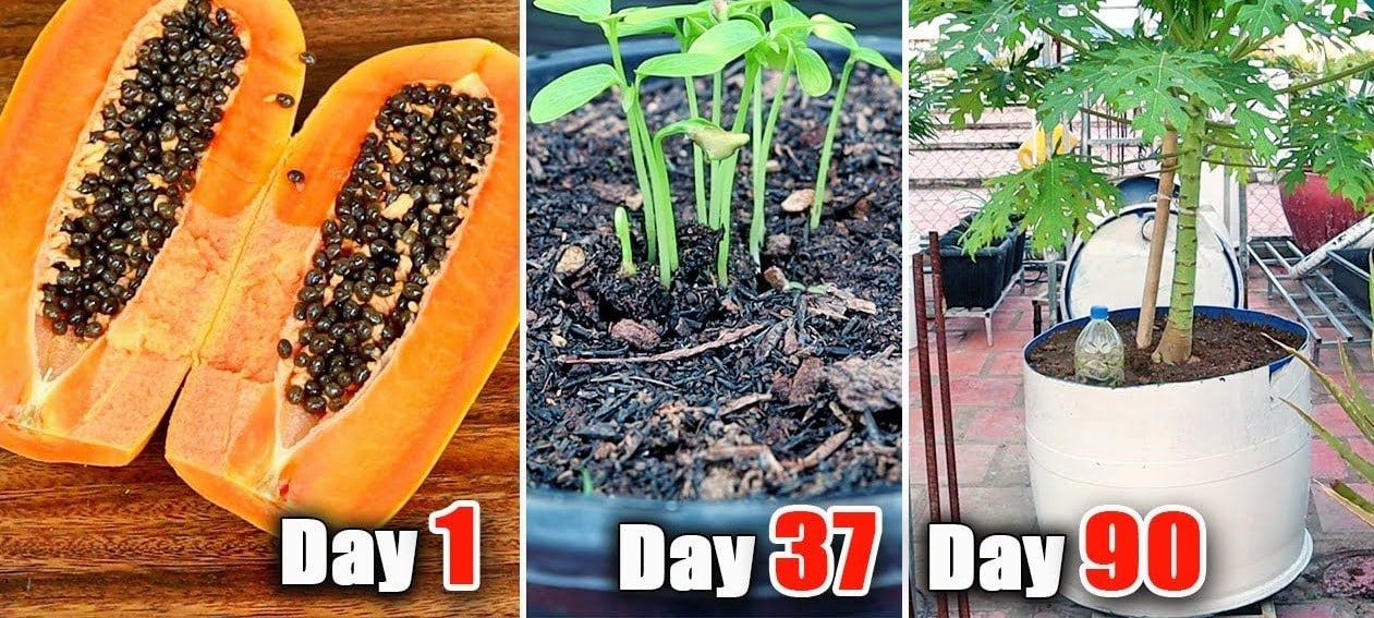 How to Grow Papayas in Pots from Seeds and Get a Huge Harvest