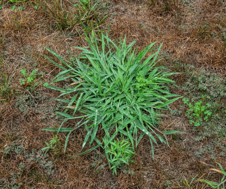 How To Get Rid of Unwanted Grass And Weeds without Roundup