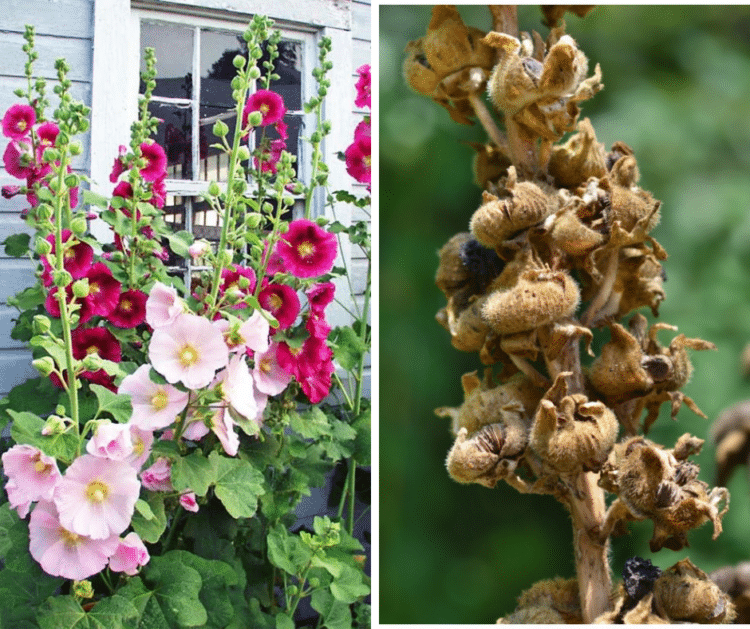 Why You Should Grow Hollyhocks in Your Yard and How to Eat Every Part ...