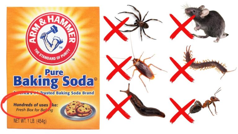 How to Use Baking Soda to Get Rid of Pests - Cockroaches, Ants, Moths ...