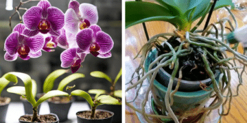 Don T Toss That Orchid Here S The Secret To Making It Bloom Again And