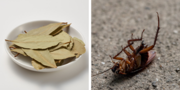 10 Proven Natural Pest Repellents You Already Have at Home