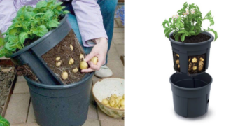 How to Grow Potatoes in Two Pots: A Clever Gardening Trick