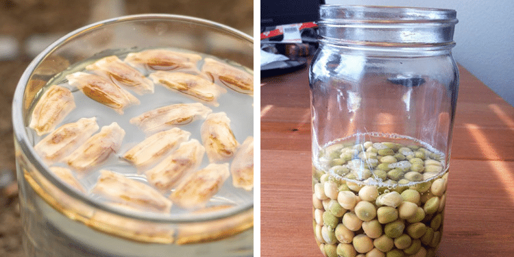 7 Brilliant Reasons to Soak Your Seeds Before Planting (Plus How to Do ...