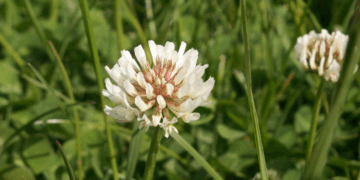 From Lawn to Remedy: All You Need to Know About White Clover (Trifolium ...