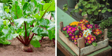 August Is The Perfect Time To Plant These Fall Garden Favorites