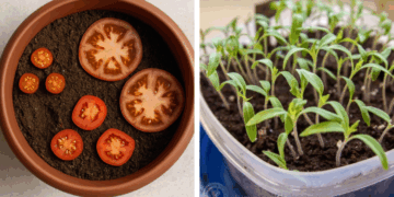 How to Grow Unlimited Tomato Plants from Just a Few Slices