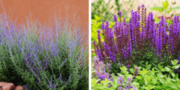 Why You Should Grow Russian Sage in Your Garden - And How to Keep It ...