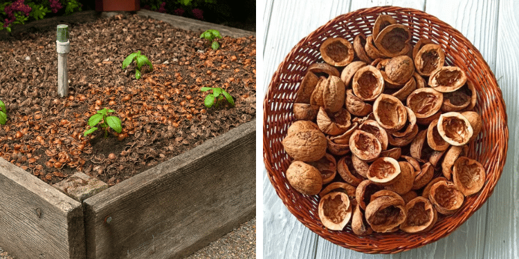 Don’t Throw Away Walnut Shells – 12 Genius Ways to Use Them Around the Home
