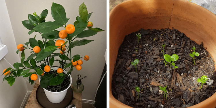 Eat a Mandarin, Save the Seeds and Grow a Mini Citrus Tree – Here Are ...