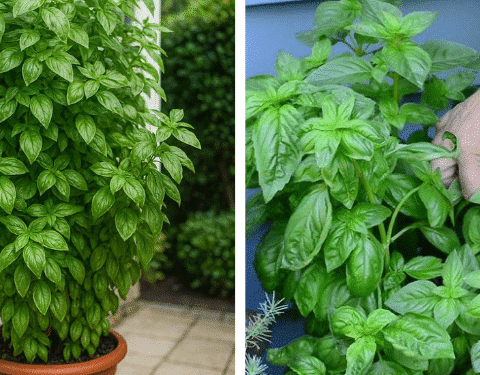 Don’t Discard the Flowers on Your Basil: Here are 8 Ways How to Use Them