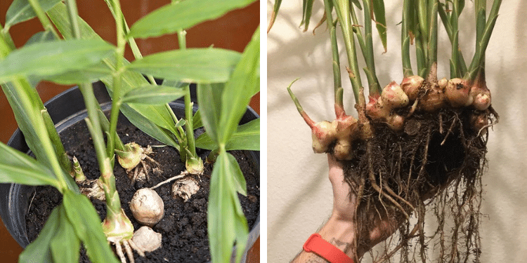 How to Grow Ginger Indoors Forever (2 Foolproof Methods That Regrow ...