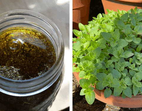 Why You Should Never Pull Out This Weed: The Incredible Health Benefits ...