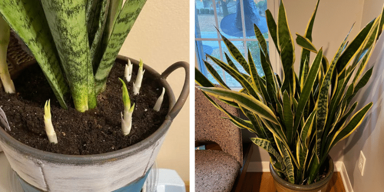 Snake Plant Care in January: 5 Winter Habits That Boost Growth