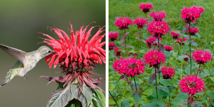 Plant Native Bee Balm: One Plant Feeds Thousands of Pollinators All Summer