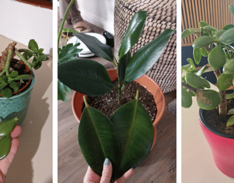 10 Stunning Plants With Shiny, Waxy Leaves