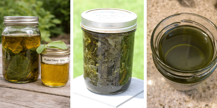 How to Make Plantain Infused Oil: A Forgotten Herb for Skin Support