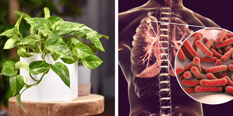 Why Every Home Needs a Pothos Plant: 7 Reasons