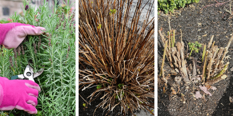 10 Perennials You Should Prune In January and February For Healthier Growth