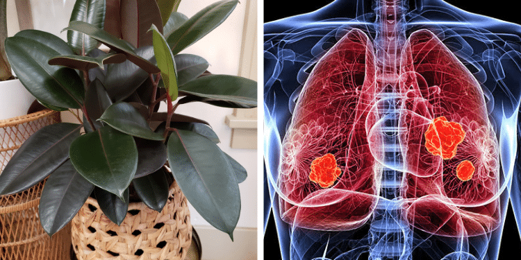 Why Everyone Should Have a Rubber Plant at Home: 8 Reasons