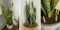 Why Your Snake Plant Isn’t Growing: 9 Common Mistakes